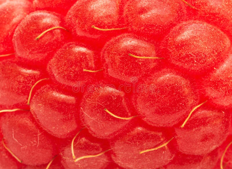 Raspberry (extreme macro) stock photo. Image of super - 49224930