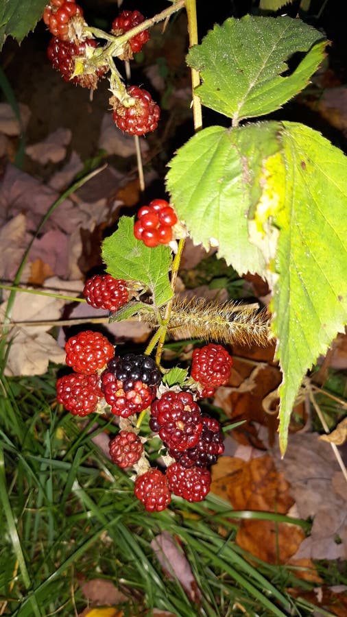 Raspberry in Fall stock photo. Image of raspberry, garden - 162246040