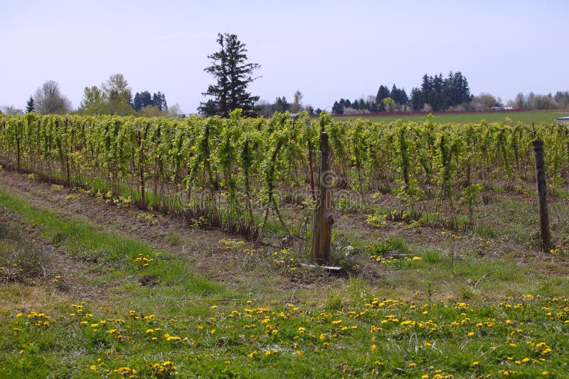 Raspberry farm. stock photo. Image of north, around, green - 13879436