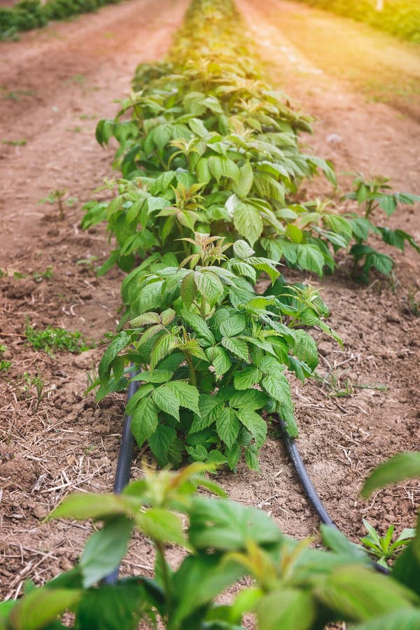 Raspberry plants in field stock photo. Image of grass - 2604604