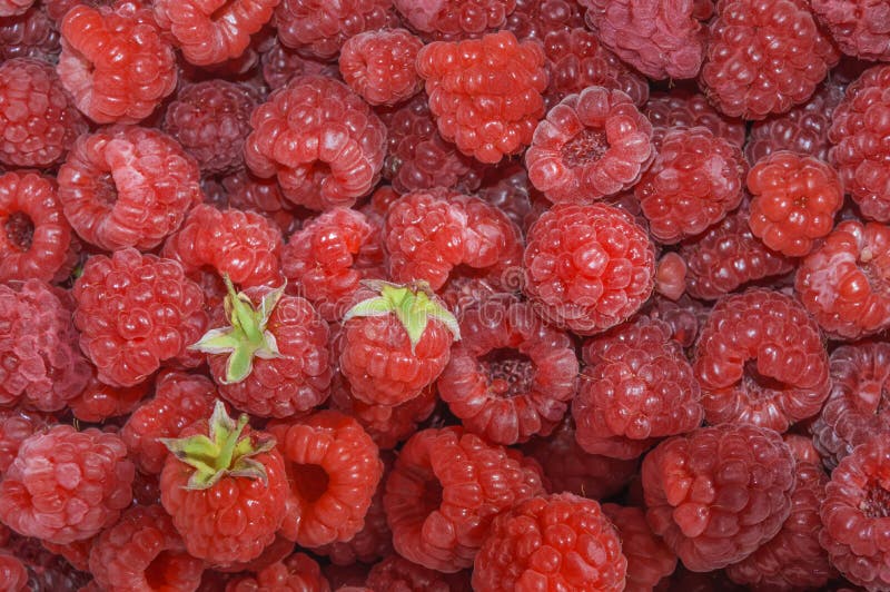Raspberries stock photo. Image of delicious, raspberry - 100669344