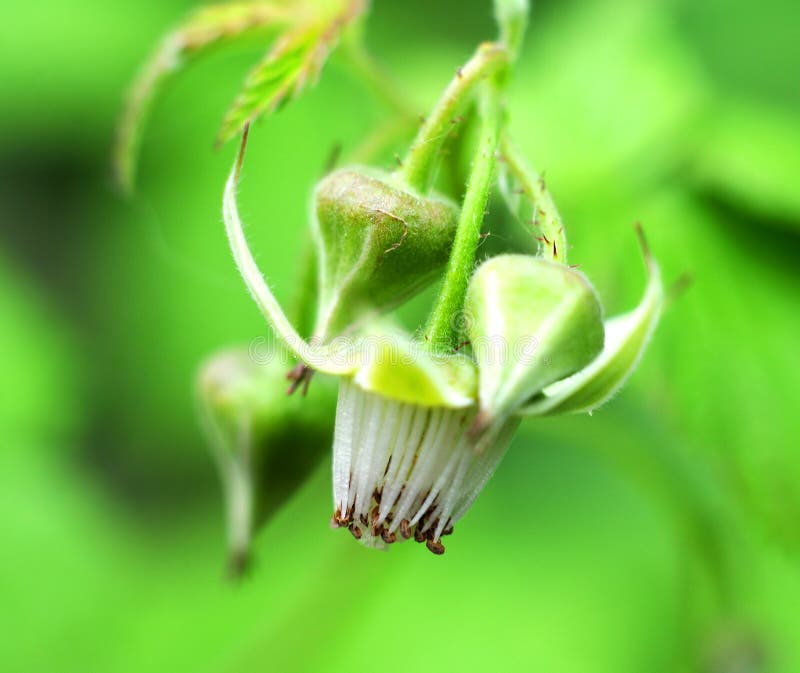 Raspberry flower stock image. Image of garden, close - 24823679