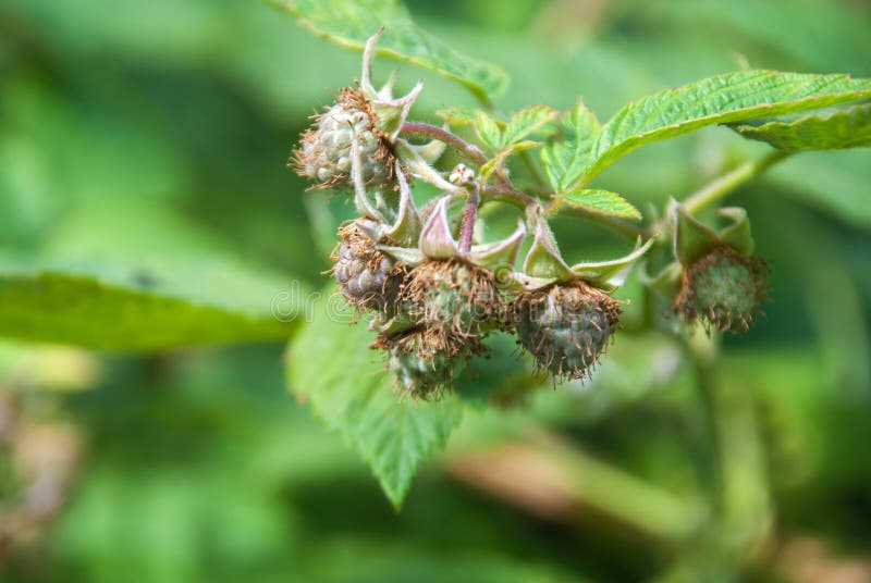 Raspberryflower Stock Photos - Free & Royalty-Free Stock Photos from ...