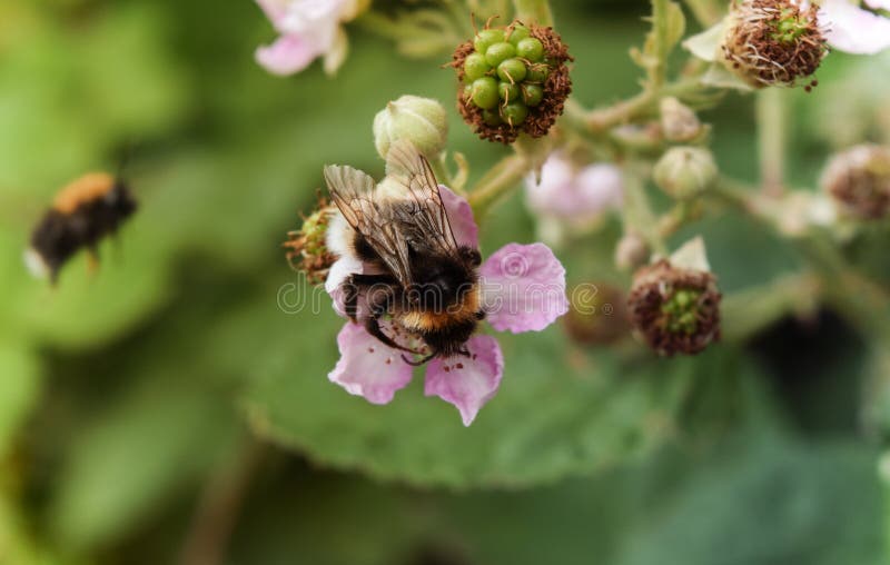 Bumble Bee Collecting Nectar from a Raspberry Stock Image - Image of ...