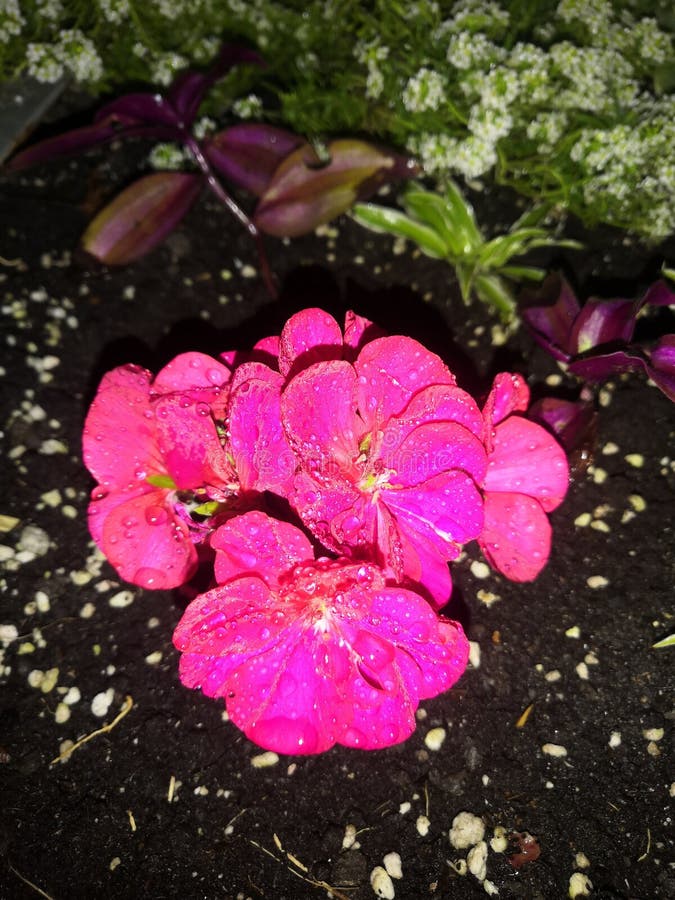 Raspberry Flower with Drops of Dew on Flower Bed at Night Stock Photo ...