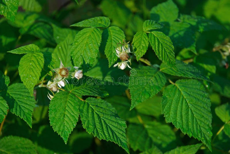 Raspberry flowers stock image. Image of leaves, summerhouse - 13199677
