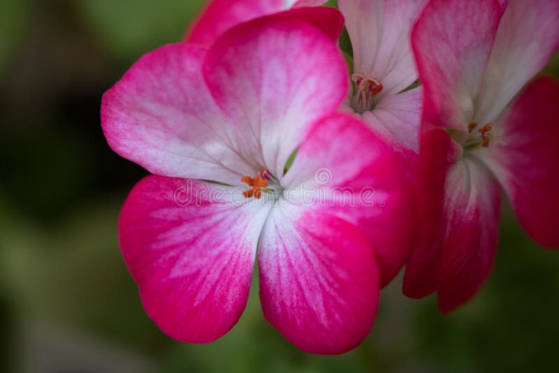 Raspberry flowers stock photo. Image of flora, heads - 119171128