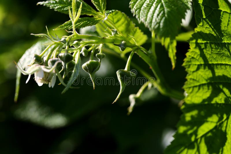 Raspberry flowers stock photo. Image of closeup, gardening - 229377404