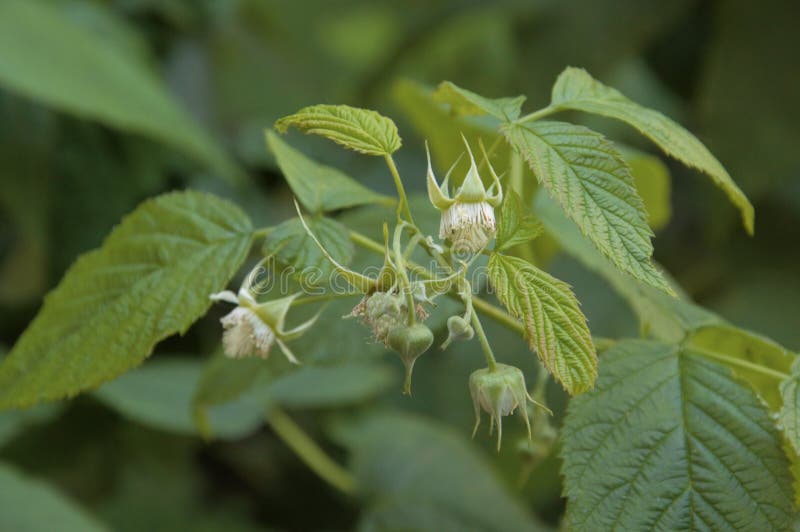 Raspberry Flowers and Buds with Green Leaves Stock Photo - Image of ...