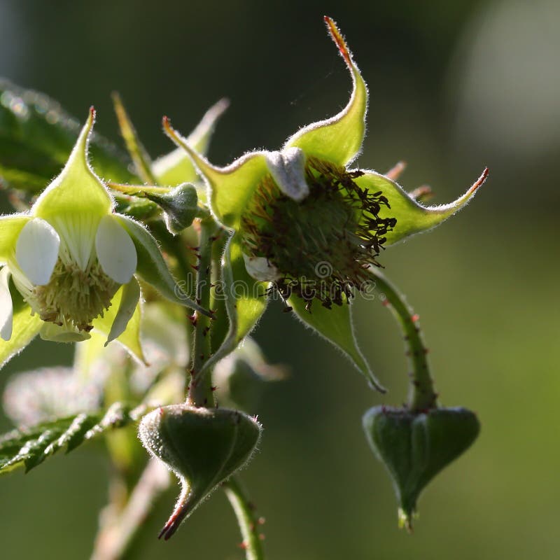 Raspberry flowers stock photo. Image of life, sunlight - 229377348
