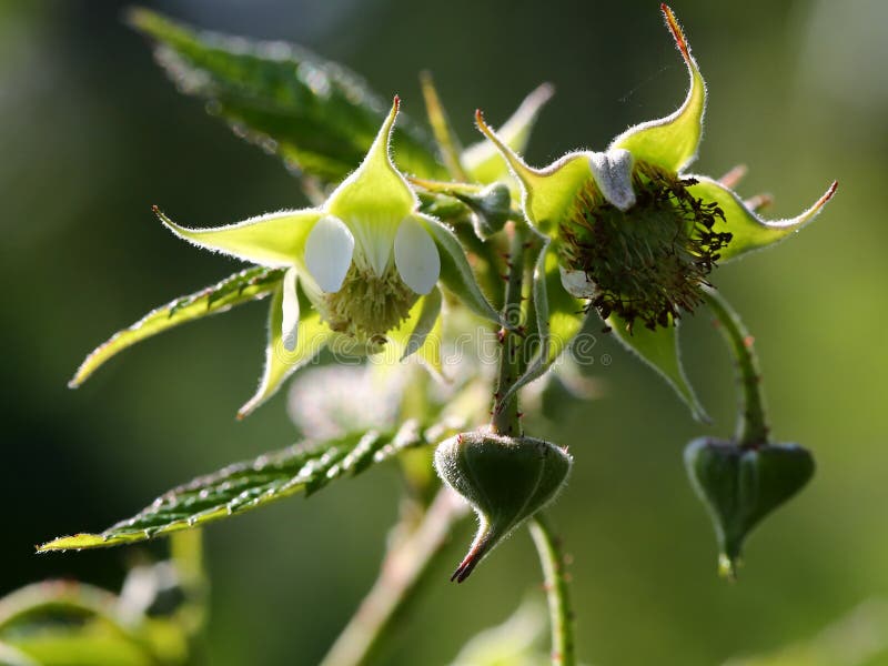 Raspberry flowers stock photo. Image of sunlight, growing - 229377362