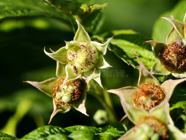 Raspberry flowers stock photo. Image of growth, buds - 229377374
