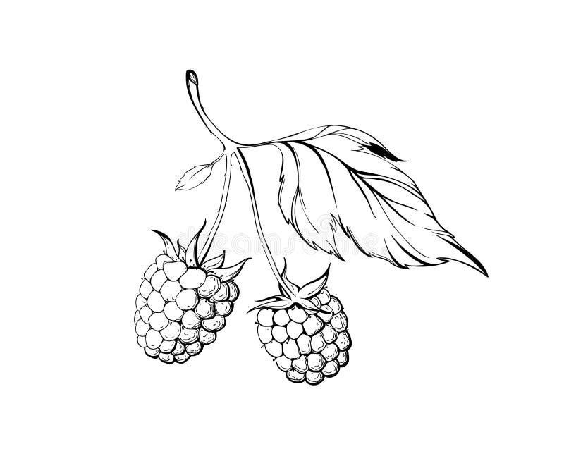 Raspberry. Forest Berries. Sketch in Black Ink Stock Vector ...