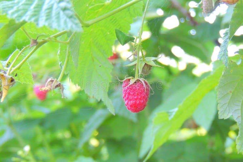Raspberry in the forest stock image. Image of closeup - 153808287
