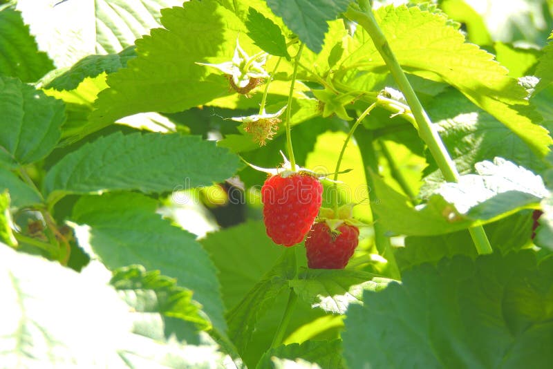 Raspberry in the forest stock image. Image of garden - 153808295