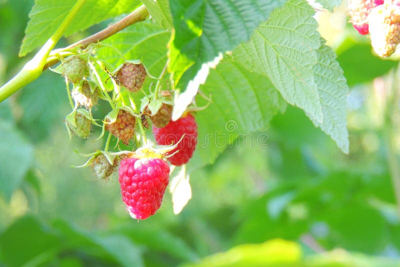 Raspberry in the forest stock image. Image of foliage - 153808733