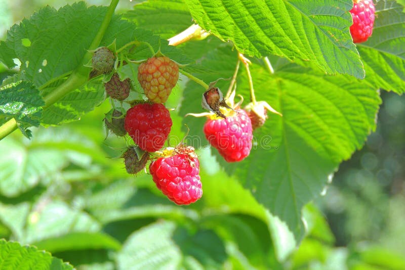 Raspberry in the forest stock image. Image of group - 155589699