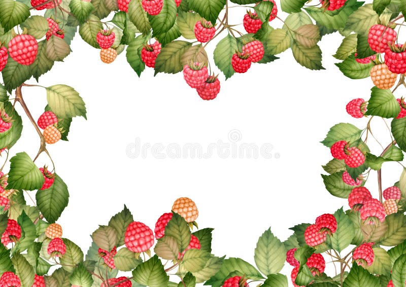 Raspberry Frame with Berries and Leaves, Hand-drawn Botanical ...