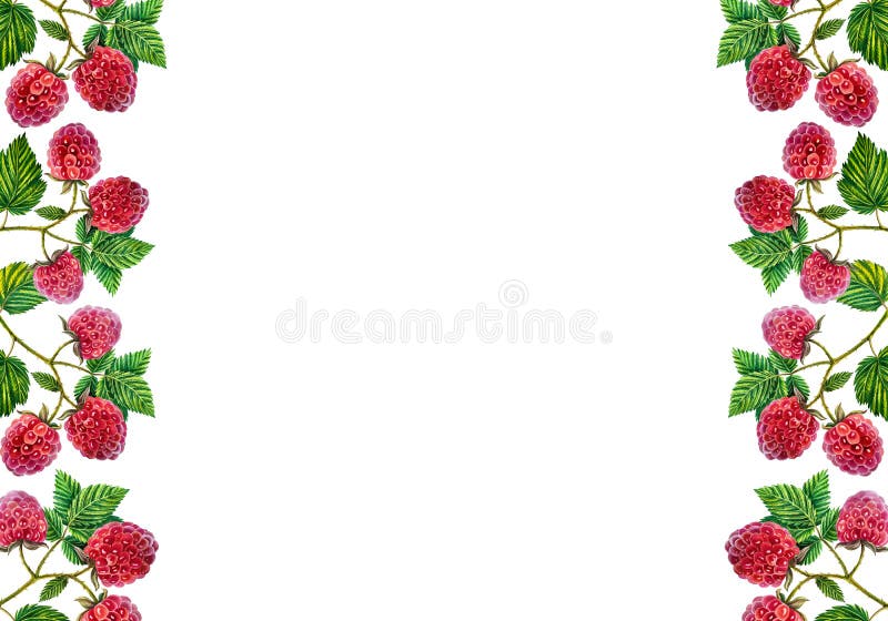 Raspberry. Frame with Raspberry Branches with Berries and Leaves ...