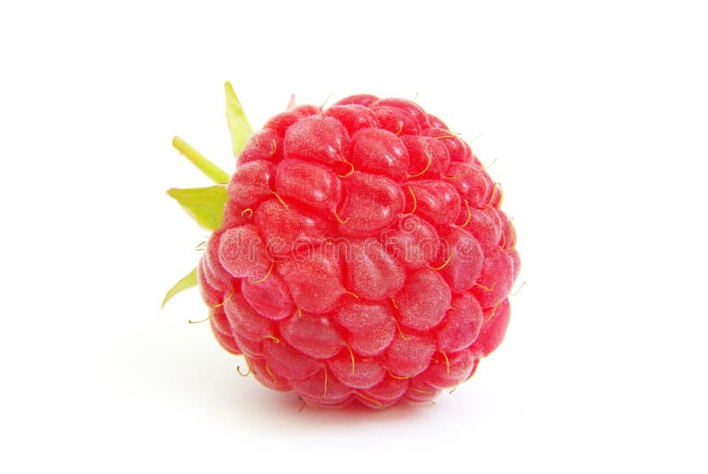 Raspberry stock image. Image of botanic, botany, isolated - 2584375