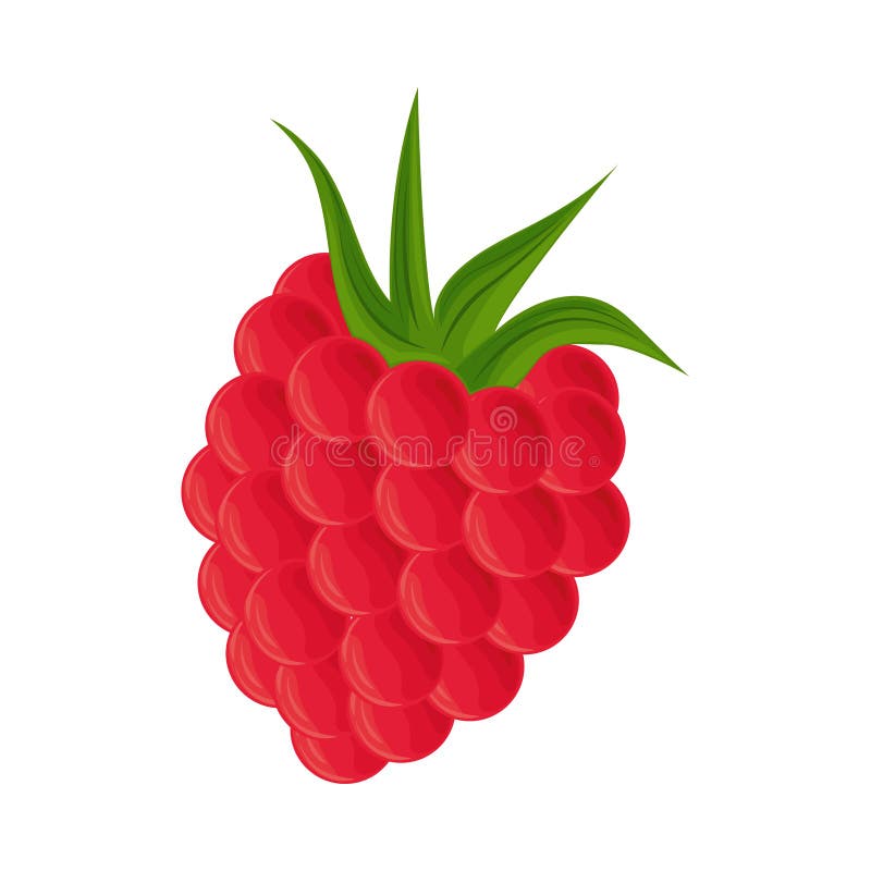 Raspberry fruit icon stock vector. Illustration of juicy - 242971129