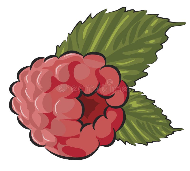 Raspberry stock vector. Illustration of high, healthy - 41450988