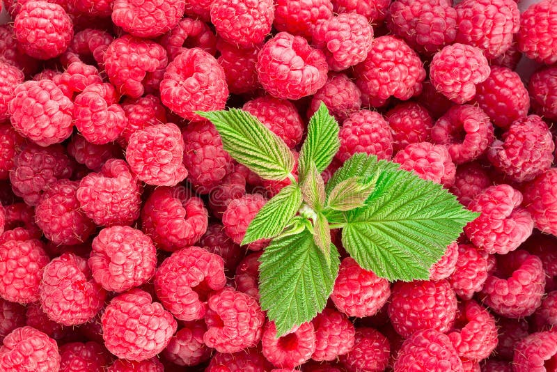 Raspberry. Fresh Organic Berries. Background from Fresh Raspberrys ...