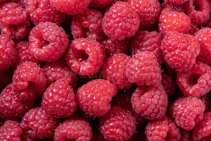 Raspberry. Fresh Organic Berries with Leaves Macro. Fruit Background ...