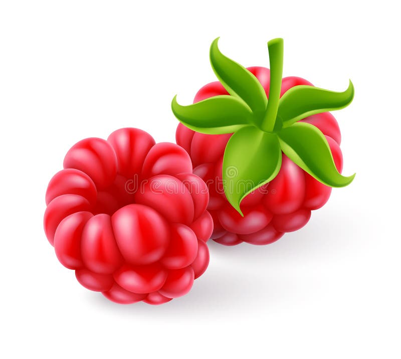 Fresh raspberry stock illustration. Illustration of fruit - 2303273