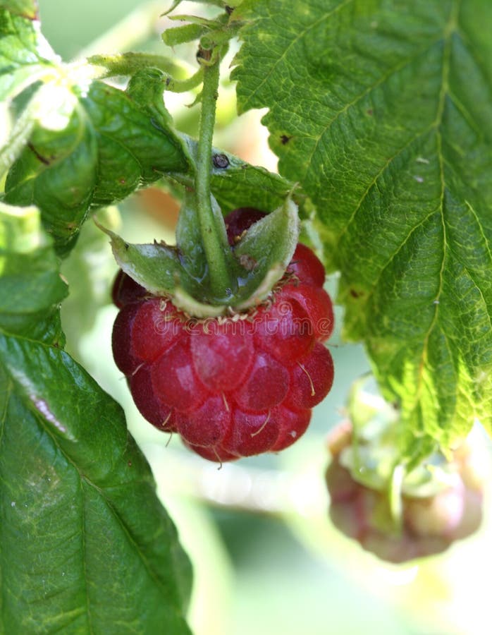 Raspberry fruit stock photo. Image of single, raspberry - 15387222