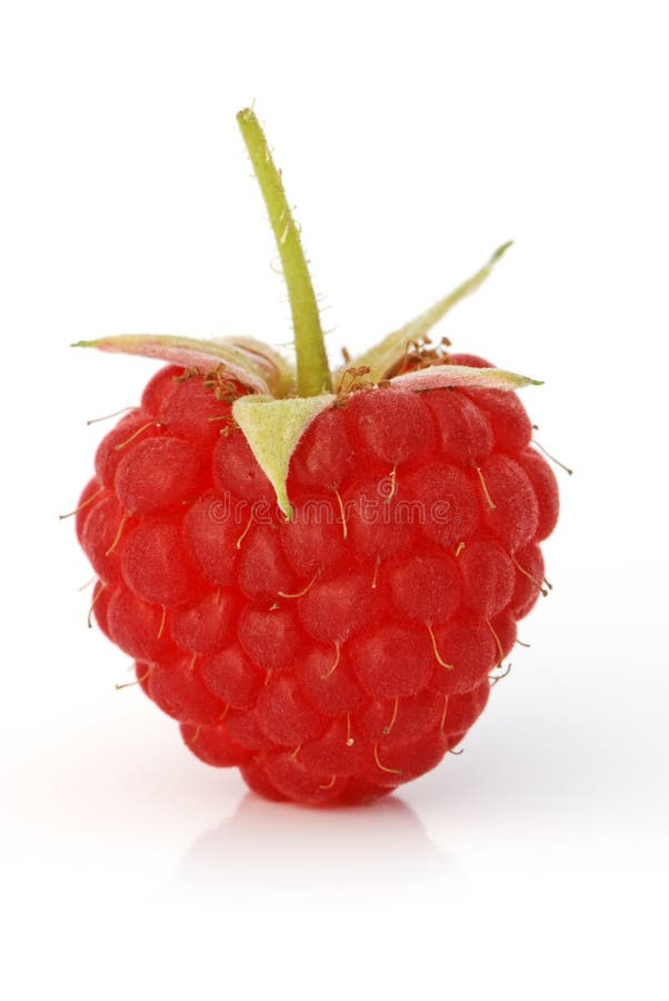 Raspberry stock image. Image of botanic, botany, isolated - 2584375