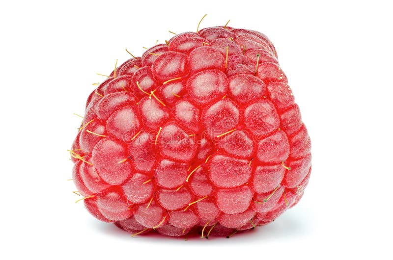 Raspberry stock photo. Image of ripe, freshness, juicy - 40731610