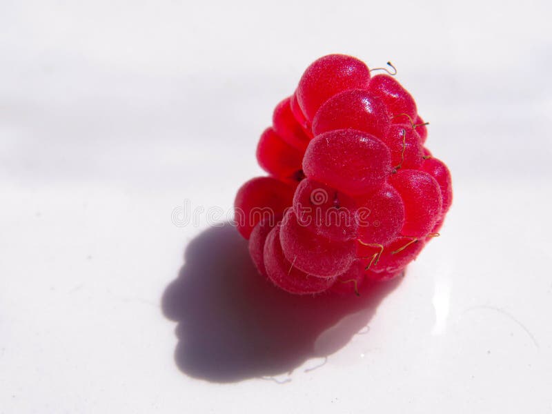 Raspberry Fruit Collections, Isolated on White Background. Macro Stock ...