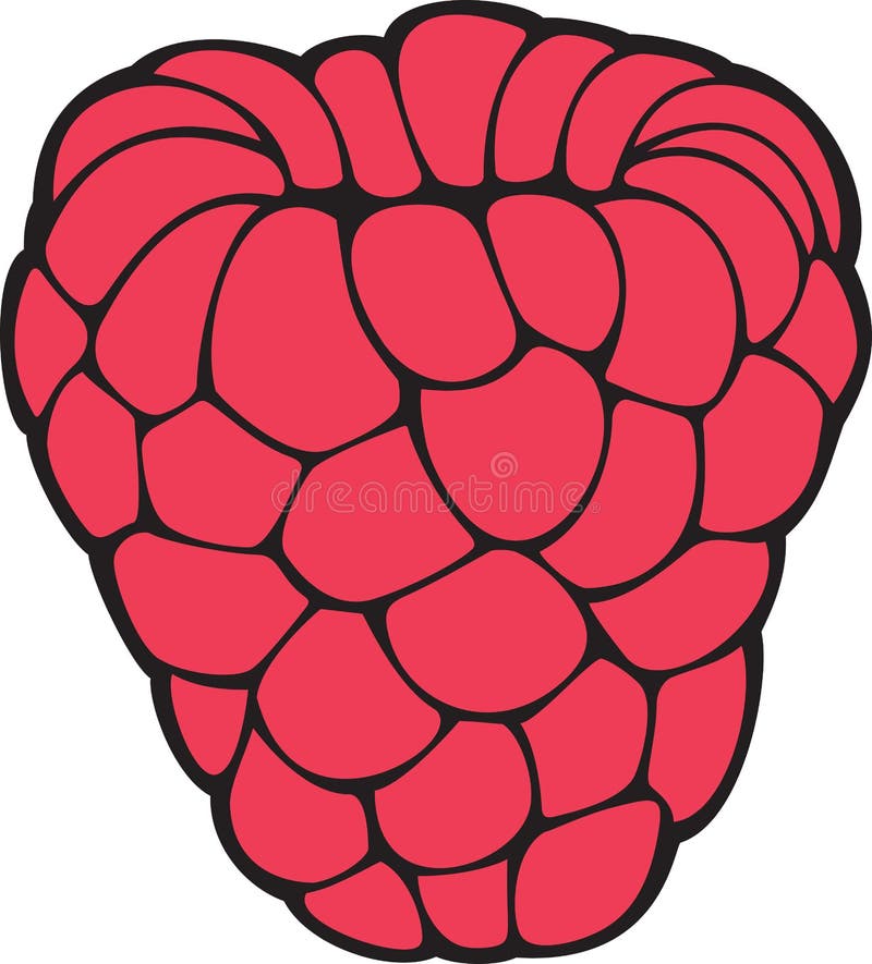 Raspberry Fruit Sketch. Color Vector Illustration Stock Vector ...