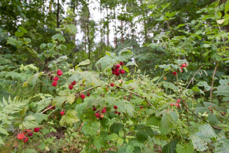 Raspberry Fruit in a Forest Stock Image - Image of harvest, berry ...