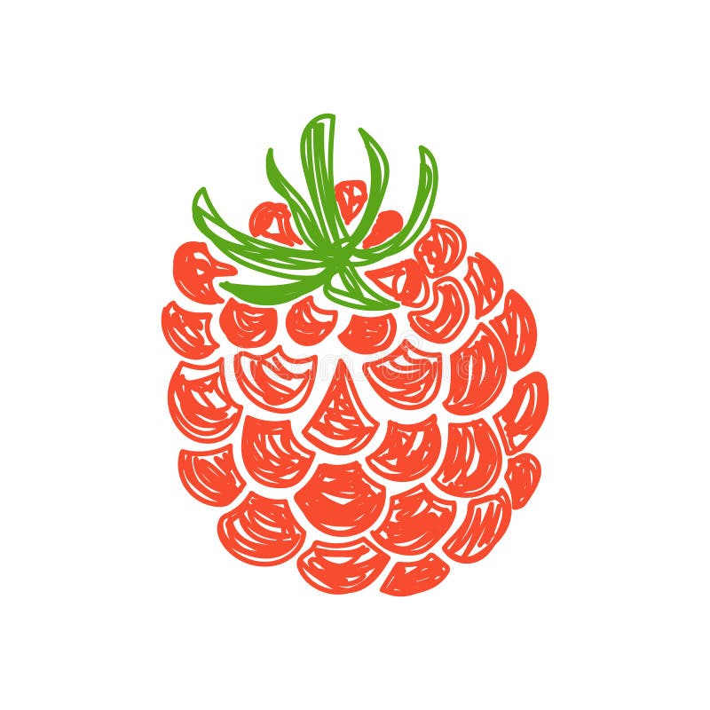 Raspberry Fruit Sketch. Color Vector Illustration Stock Vector ...