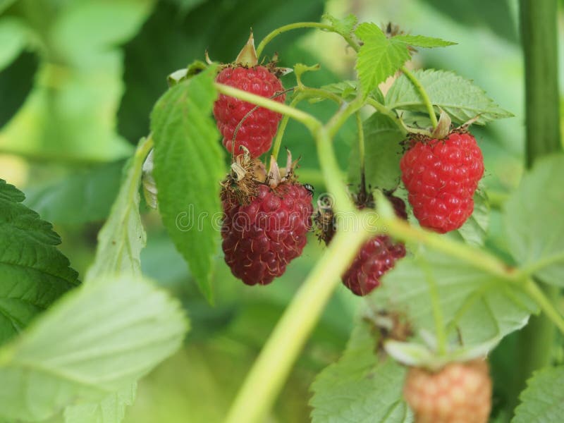Raspberry Fruit Hanging on a Branch. Ripe Berries Stock Image - Image ...