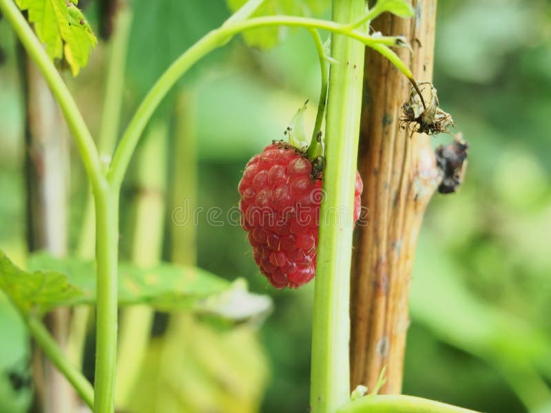 Raspberry Fruit Hanging on a Branch. Ripe Berries Stock Photo - Image ...