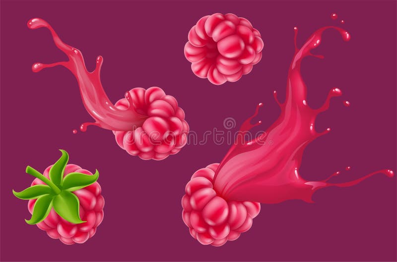 Fresh raspberry stock illustration. Illustration of fruit - 2303273