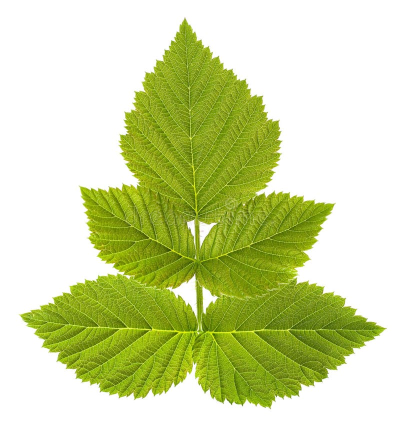 Raspberry Leaf Isolated on White Stock Photo - Image of raspberries ...