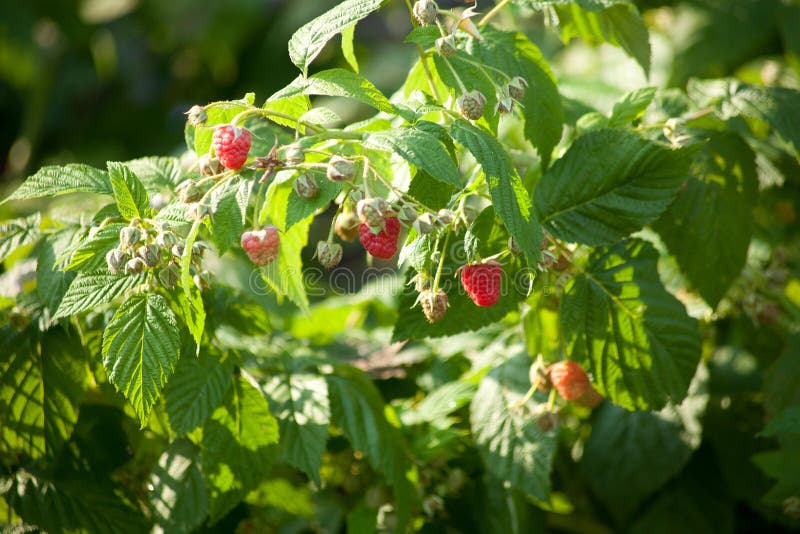 Raspberry Fruit Natural with Green Leaf Stock Image - Image of natural ...