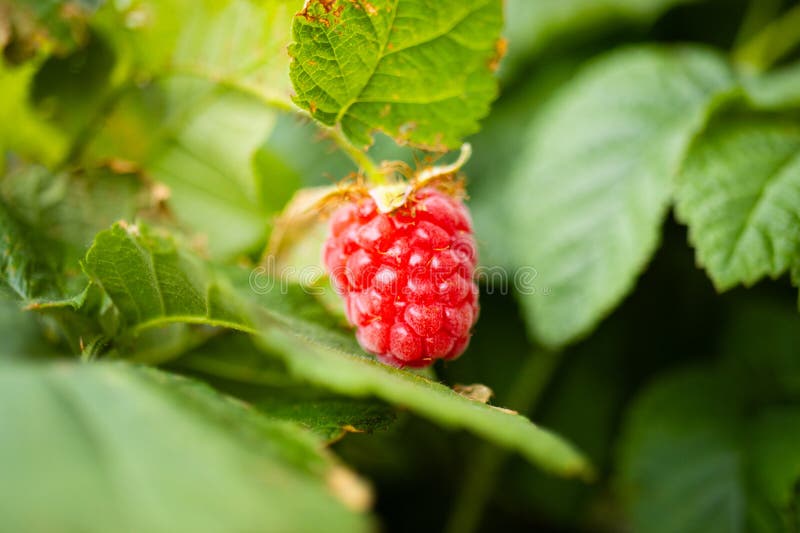 Raspberry Fruit ( Rubus Idaeus) in the Garden Stock Photo - Image of ...