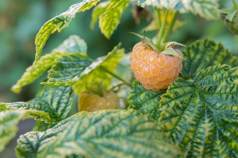 Raspberry Fruit on the Rubus Idaeus Plant Stock Image - Image of ...