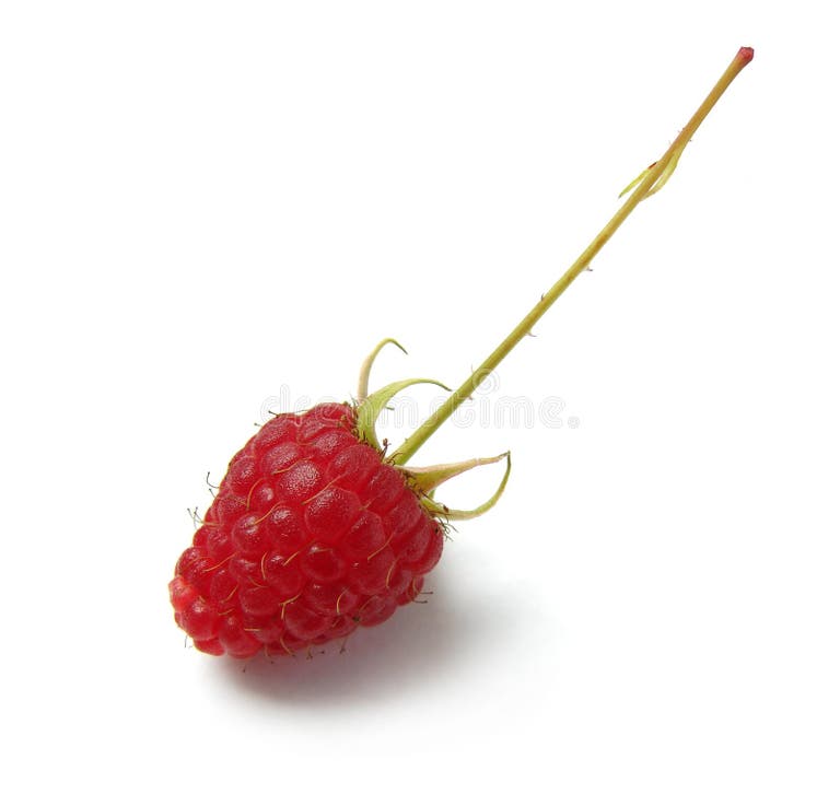 Raspberry with fruit stem stock photo. Image of gourmet - 16066404