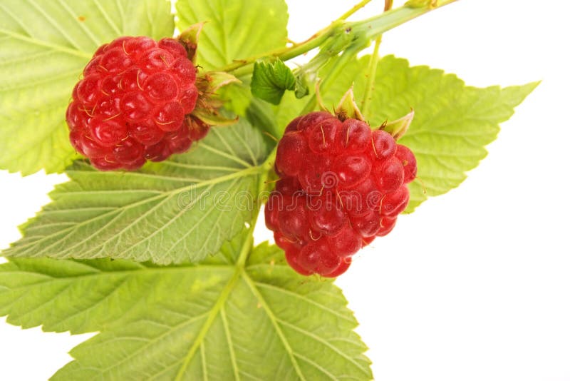 Raspberry Fruit with Stem and Green Leaves Stock Photo - Image of ...