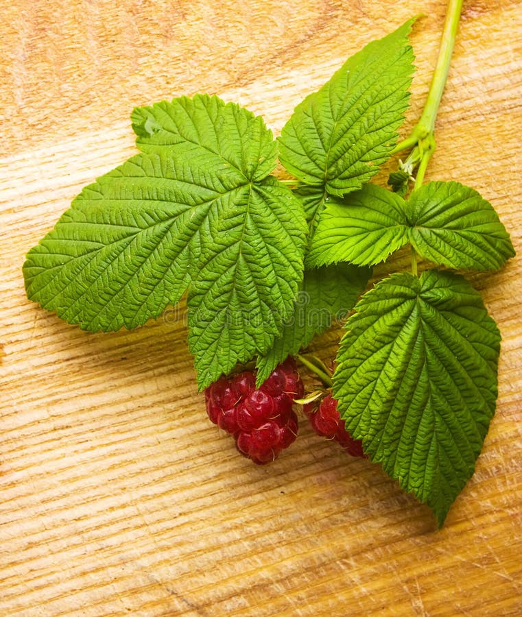 Raspberry Fruit with Stem and Leaves Stock Photo - Image of close ...