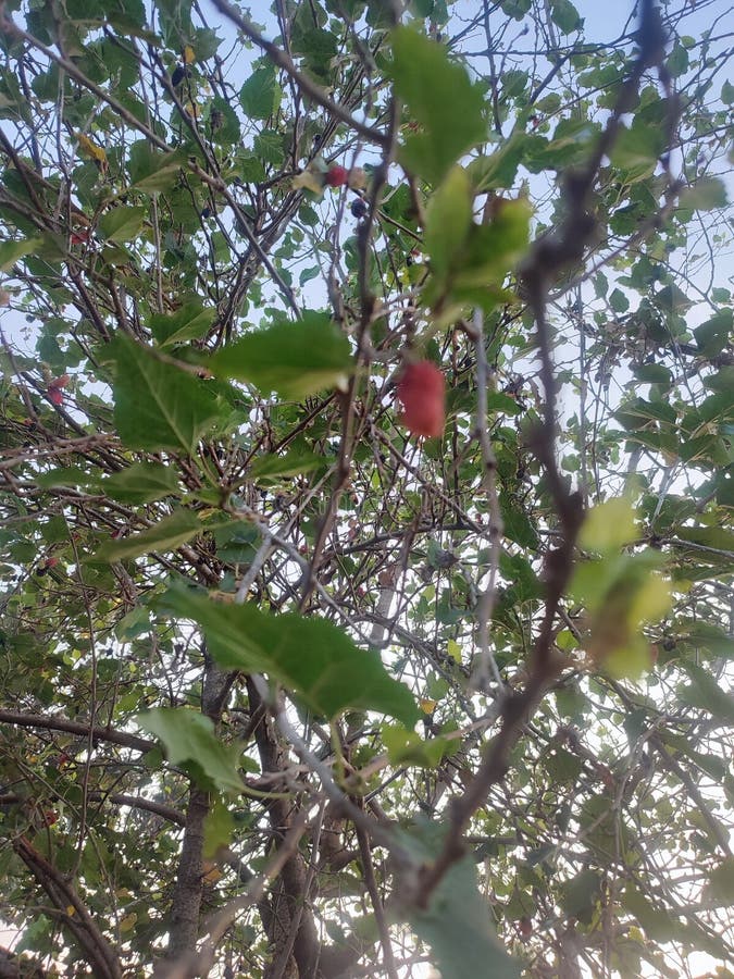 Raspberry Fruit Tree with Heavy Hanging Fruit Stock Photo - Image of ...