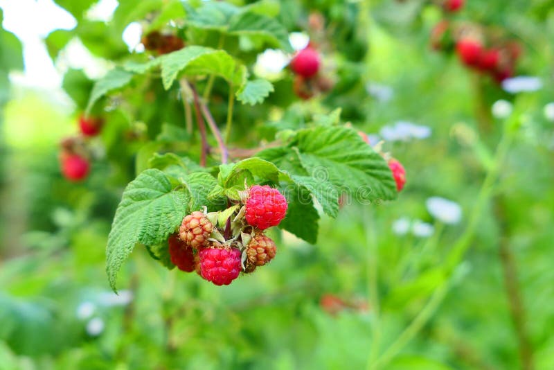 Raspberry fruits on branch stock photo. Image of wild - 243856138