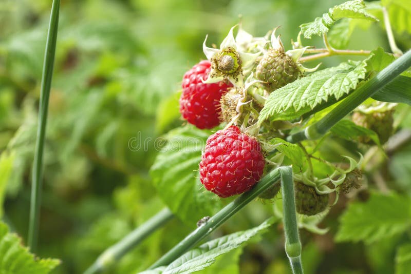 Raspberry fruits stock photo. Image of plant, berries - 220018462