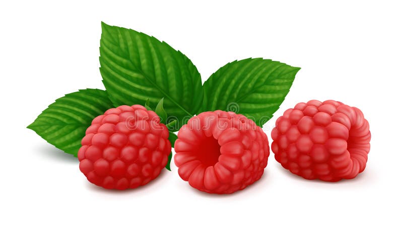 Red Raspberries with Leaves Isolated on White Background Stock Vector ...